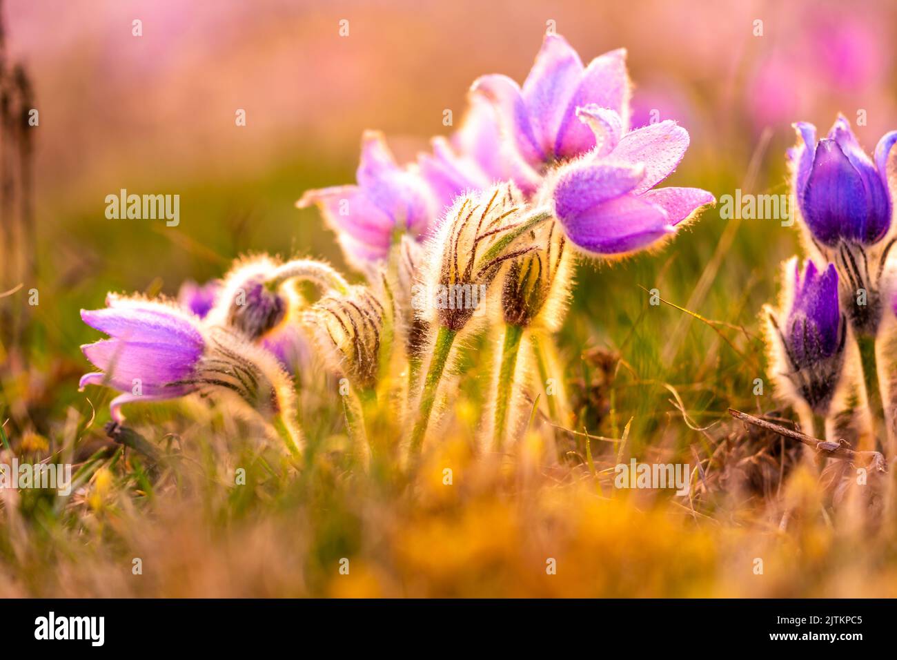 Greater pasque flowers (Pulsatilla grandis) with water drops, nature ...