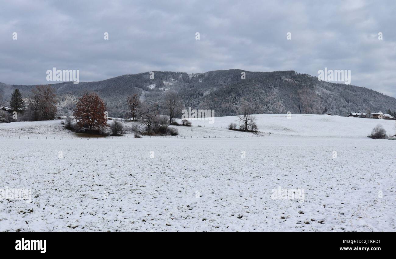 Snowy field with trees in front of a mountain in the Bavarian Alps on a ...