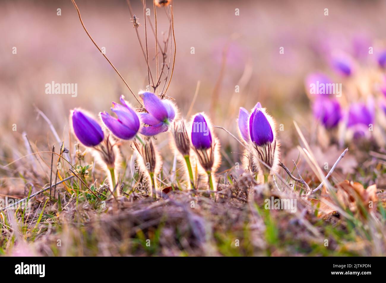 Greater pasque flowers (Pulsatilla grandis) with water drops, nature ...
