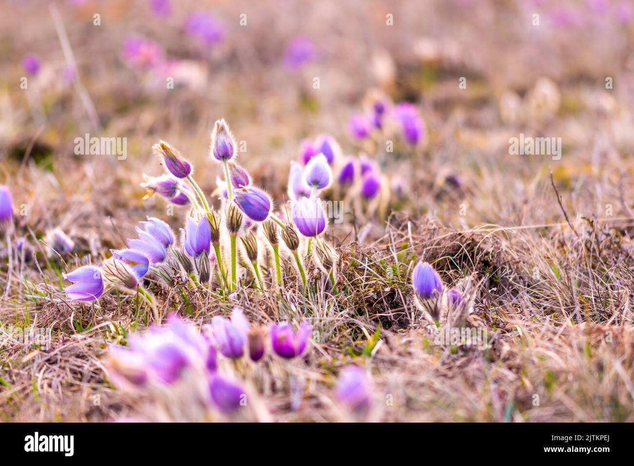 Greater pasque flowers (Pulsatilla grandis) with water drops, nature ...