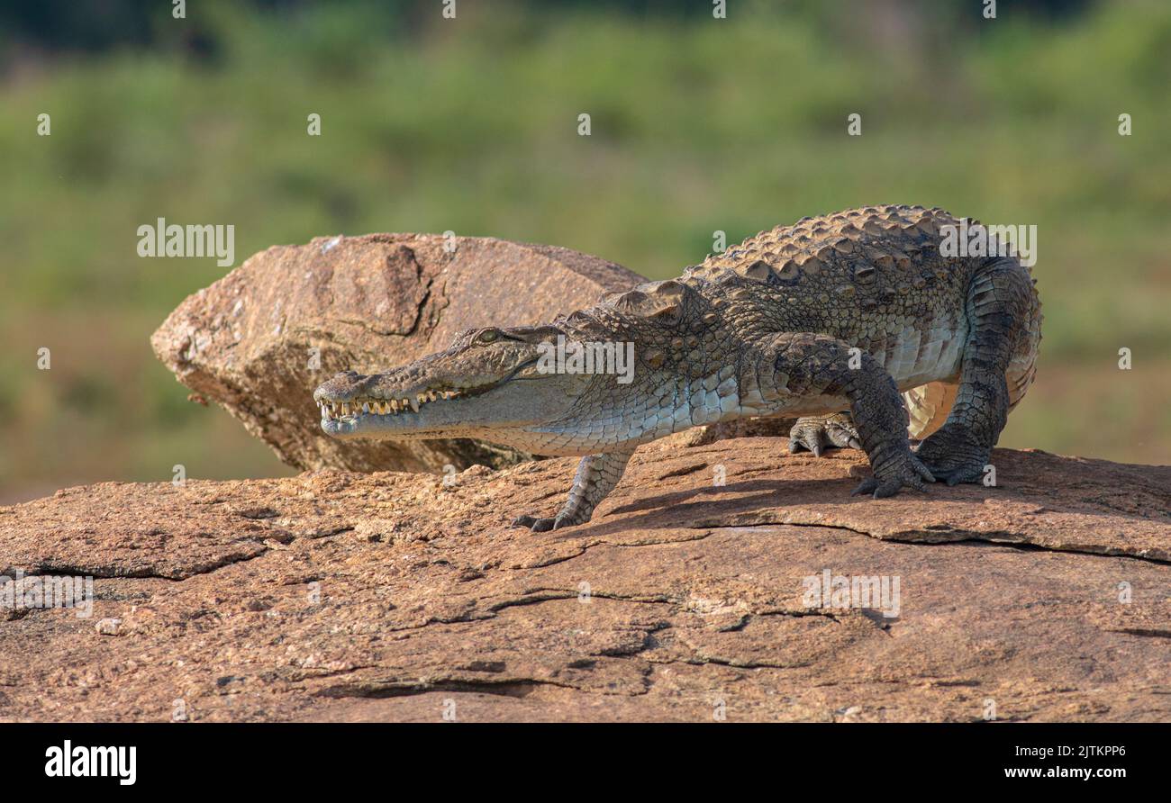 Crocodile on a rock; Crocodile resting on a rock; crocodile on the ...