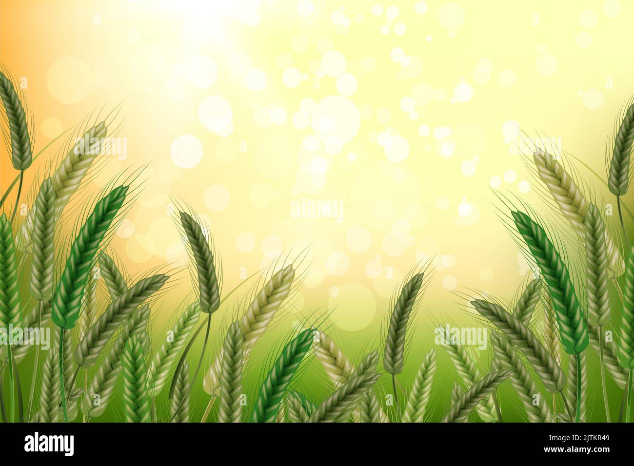 Wheat field in sunlight.Background of spikelets of wheat with grains ...