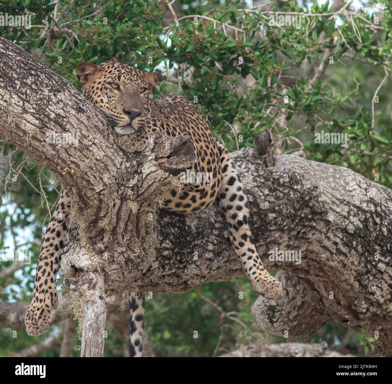 leopard in the tree; Leopard on a tree; leopard resting; leopard ...