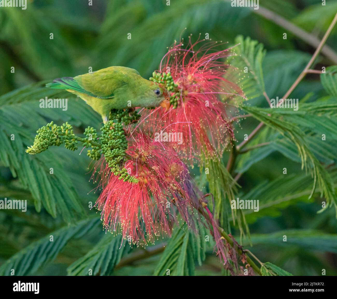 Red orange feather birds hi-res stock photography and images - Alamy