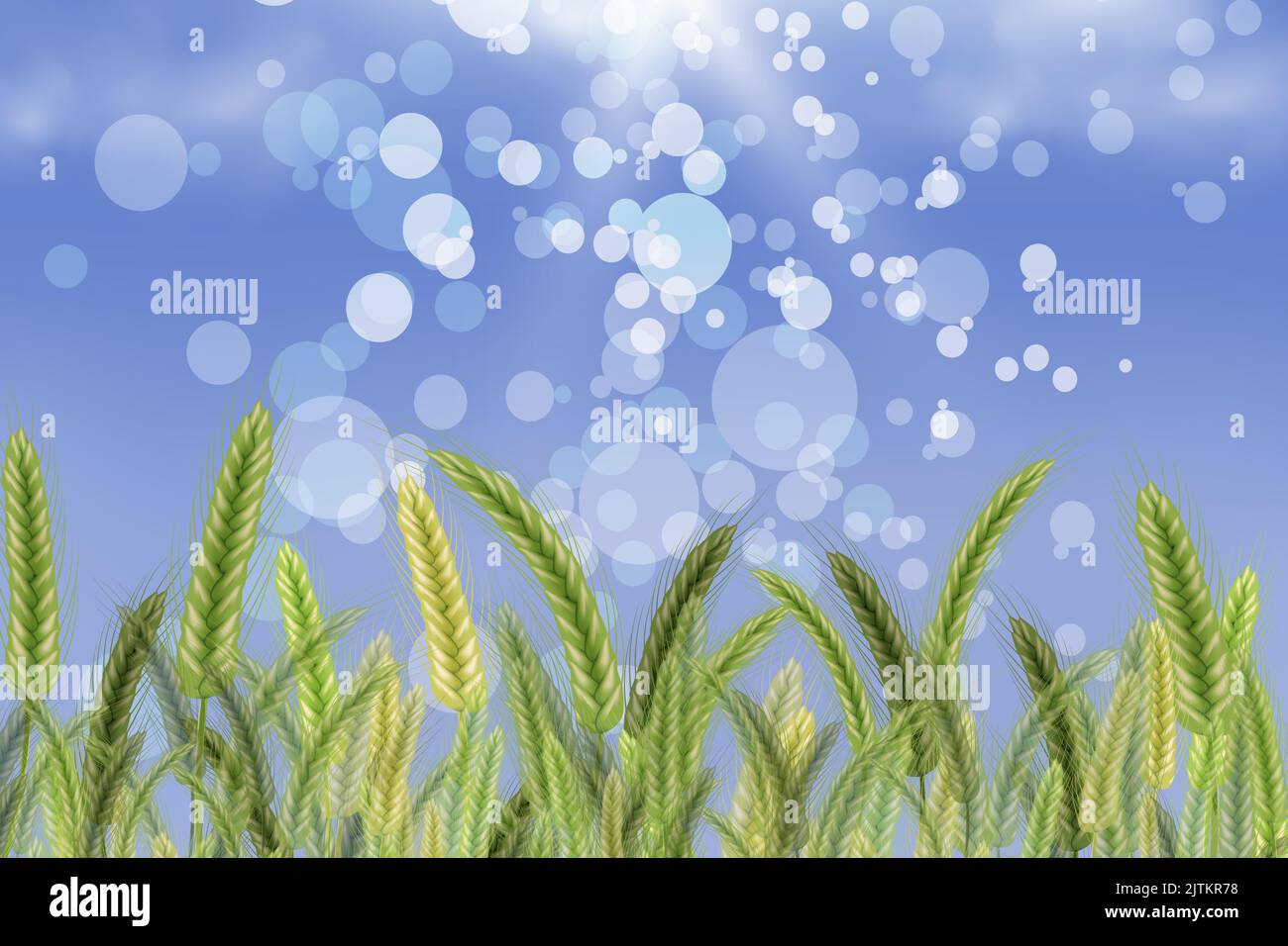 Wheat field in sunlight.Background of spikelets of wheat with grains ...