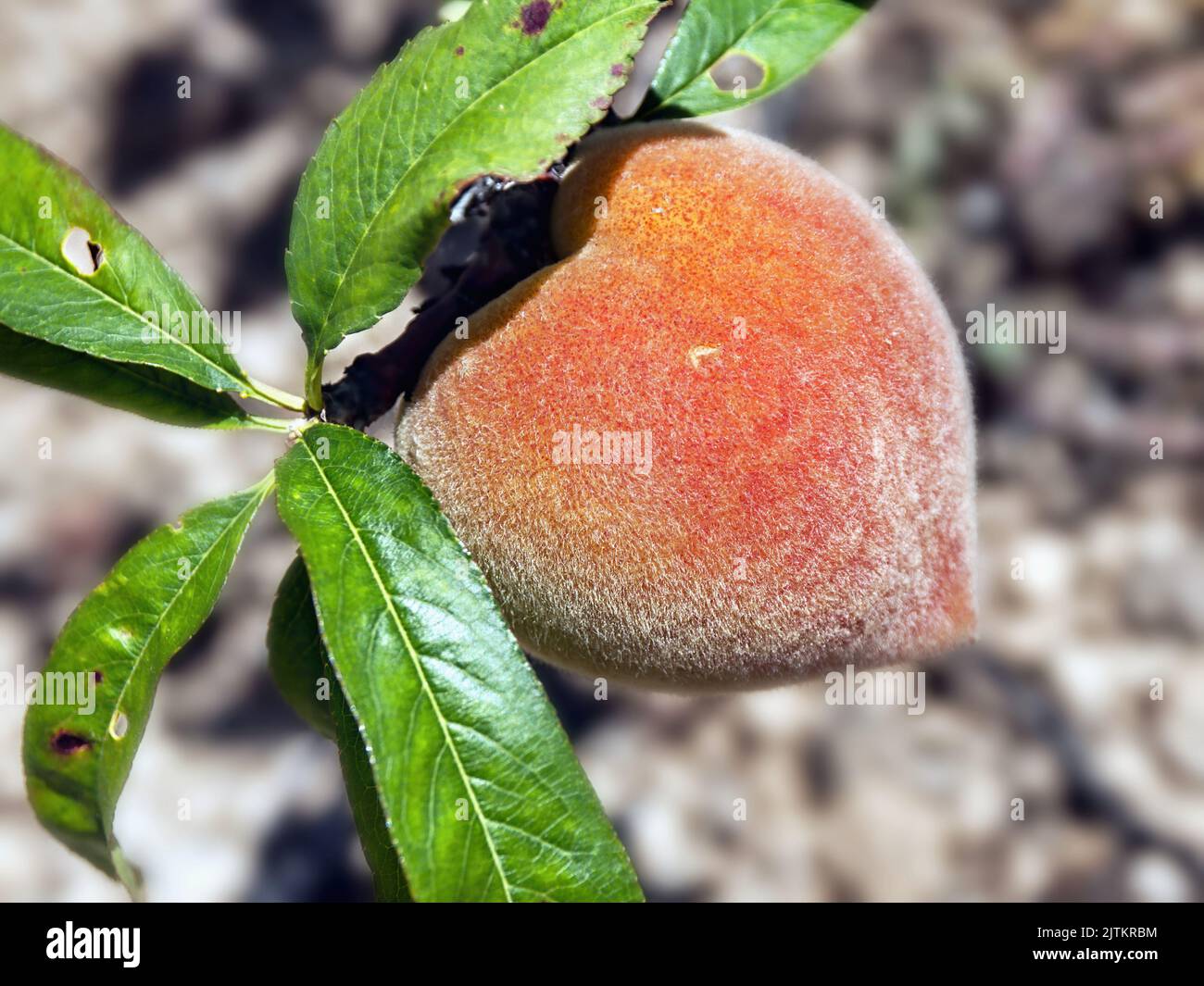 A ripe, golden red Canarian peach with velvety, hairy skin on the tree ...