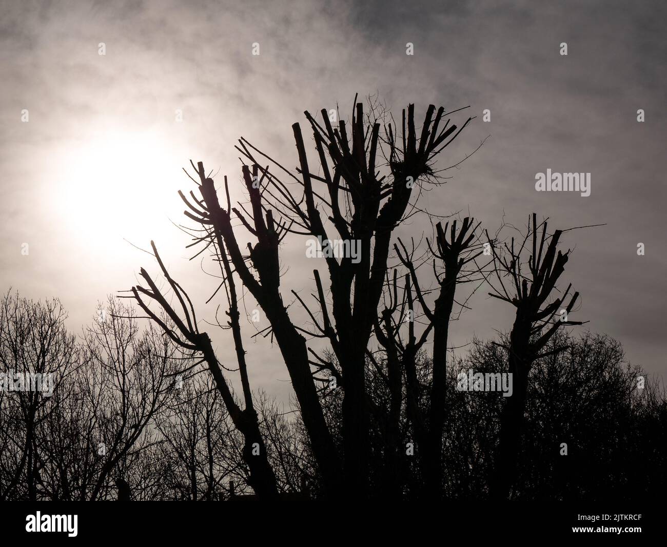 Dry Tree with its Trunks and Branches Trimmed against the Light Stock ...