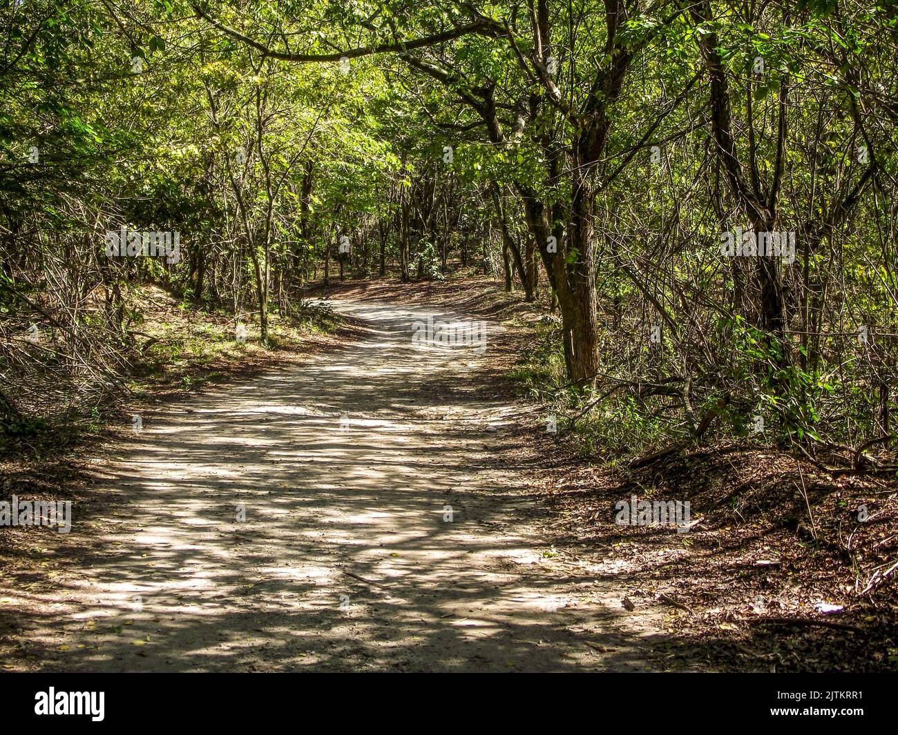 wooded trail at the top of the german complex ( Complexo do Alemão ) in ...