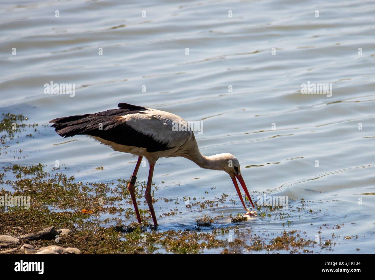 A close-up of a white stork that has caught a fish, lake shore, eating ...