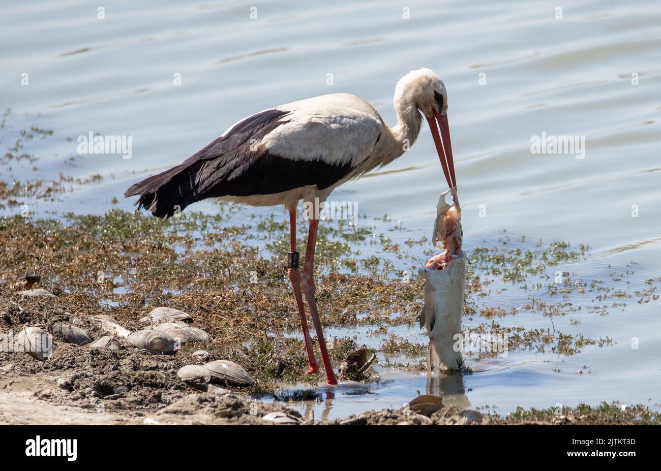 A close-up of a white stork that has caught a fish, lake shore, eating ...