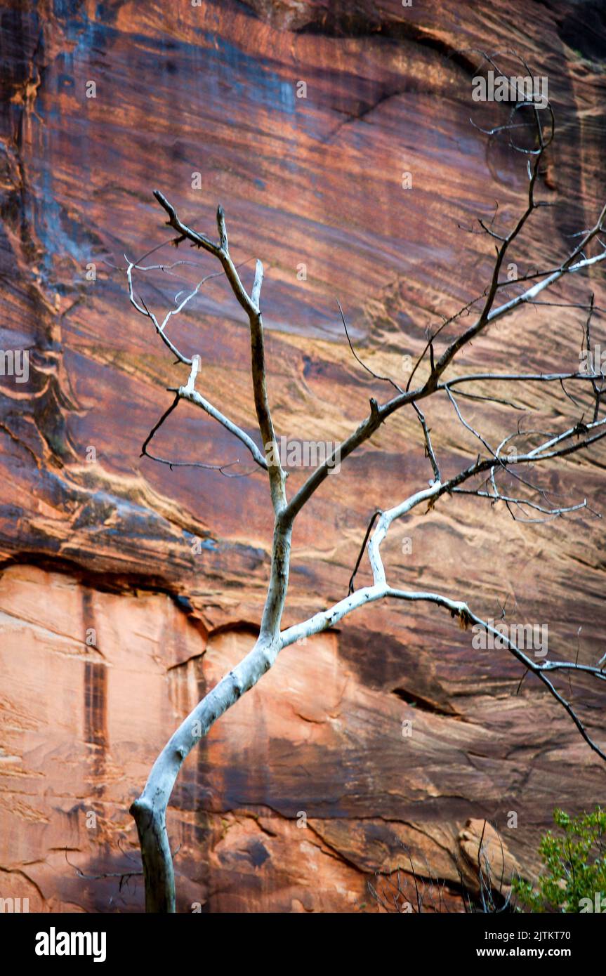 Skeleton tree hi-res stock photography and images - Alamy