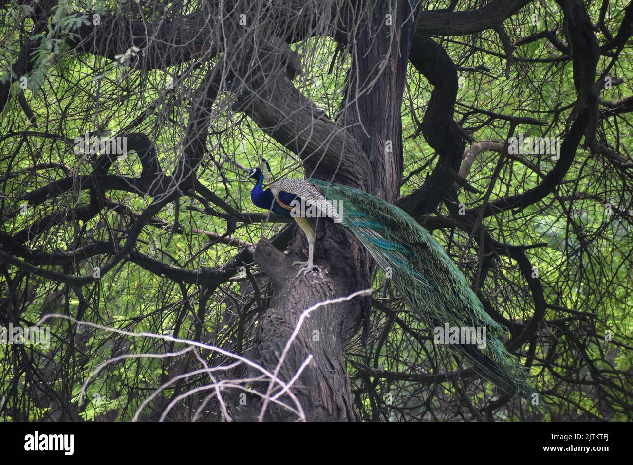Indian Peacock sitting on tree and taking rest Stock Photo - Alamy