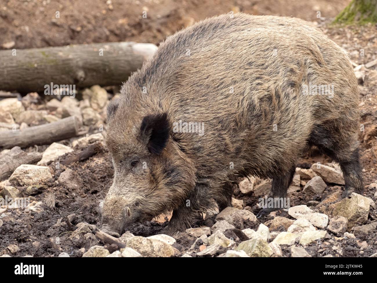 wild boar in the forest; Autumn light; fall season; Wild boar in the ...