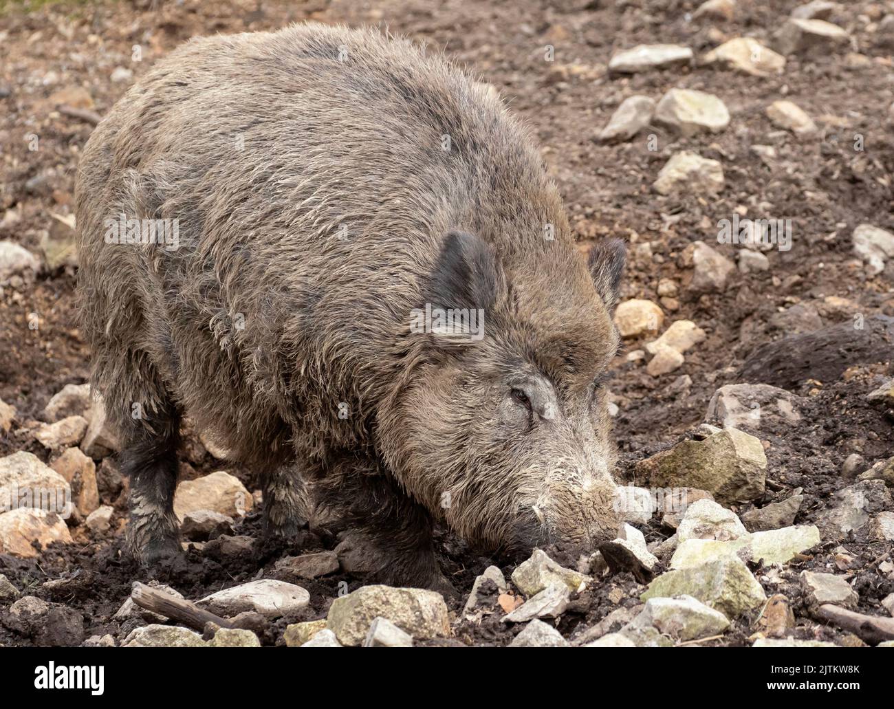wild boar in the forest; Autumn light; fall season; Wild boar in the ...
