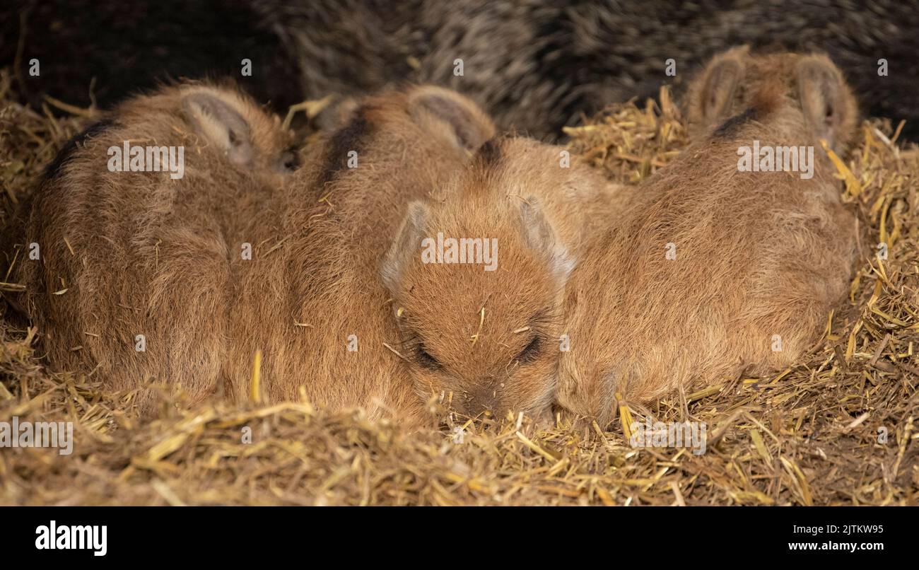 Piglets in the woods; baby pigs; baby wild boar in the woods; wild boar ...