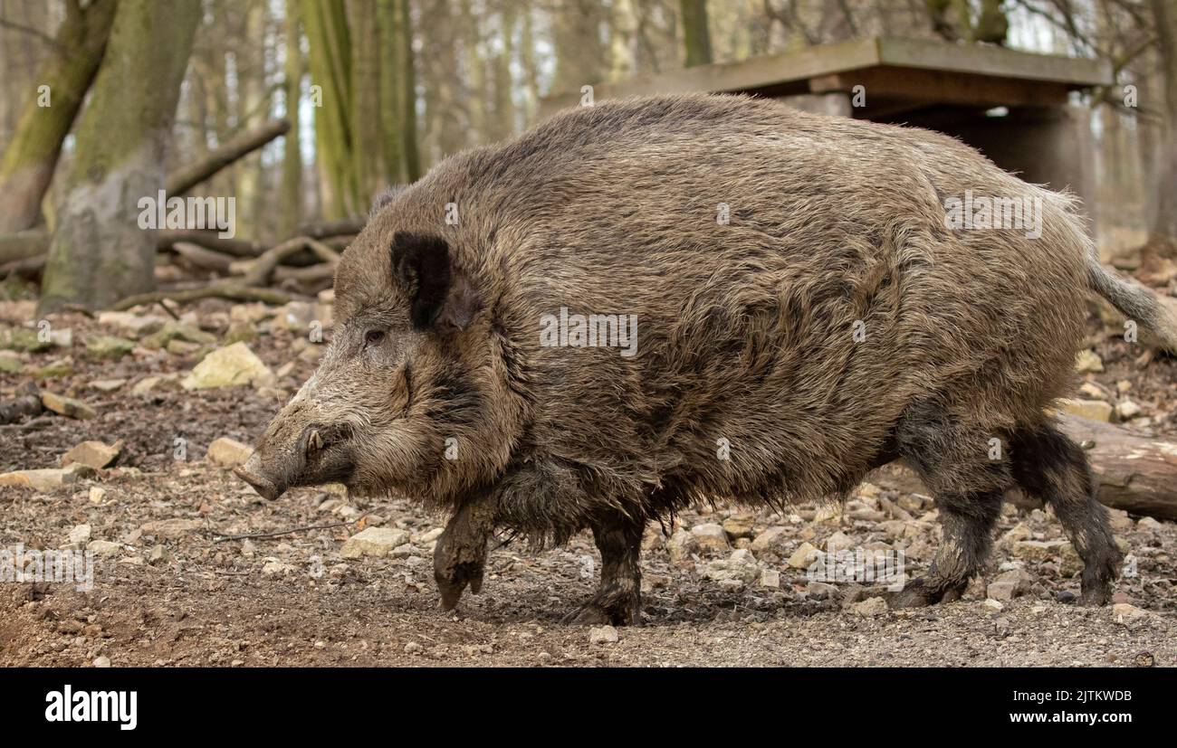 wild boar in the forest; Autumn light; fall season; Wild boar in the ...