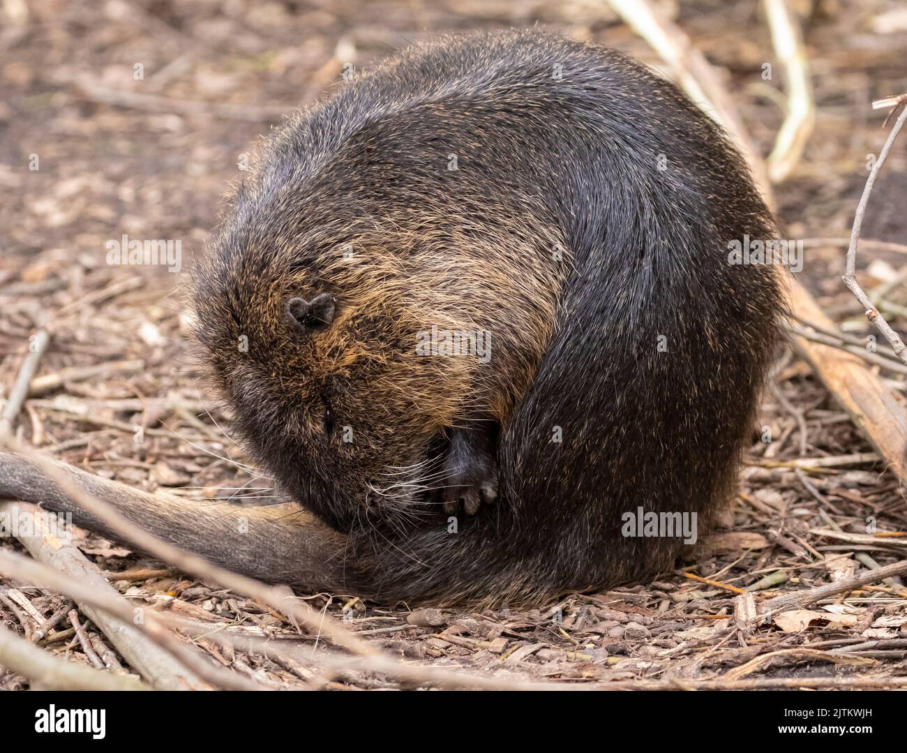 Nutria on bank canal hi-res stock photography and images - Alamy