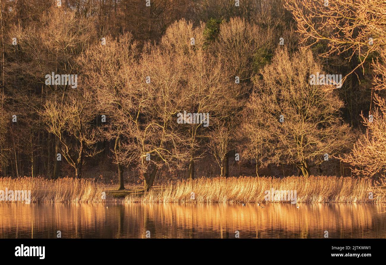 Autumn days; Autumn tone and textures; autumn colours; park during ...
