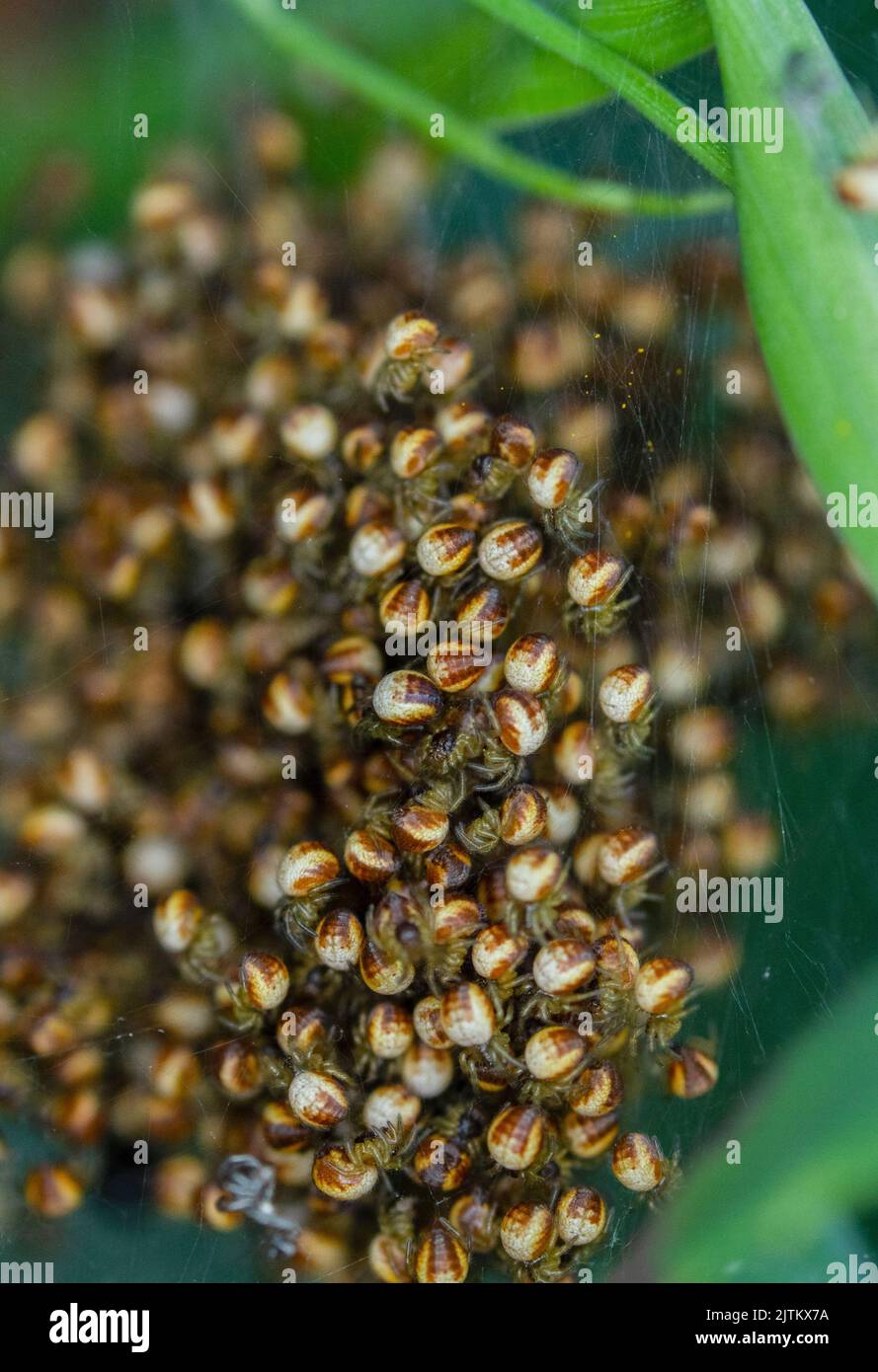 A vertical shot of a group of baby garden spiders on a web in a garden ...
