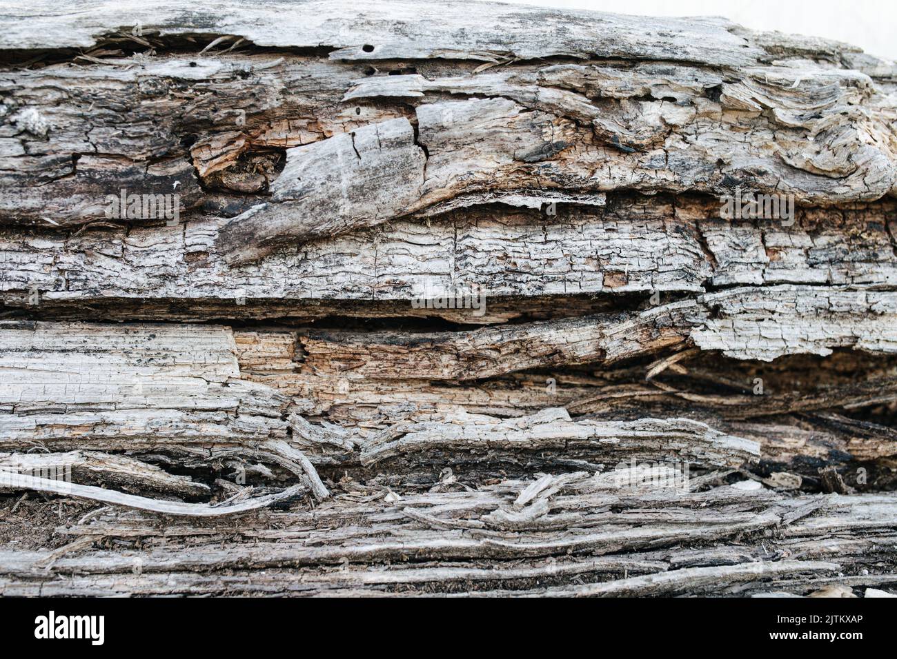 Decayed log texture. Grey of color, rotten, dry, with pieces falling ...