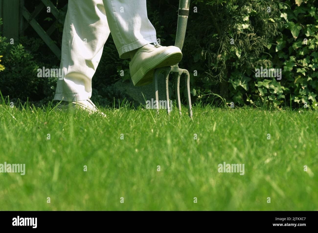 woman digging the garden using gardening fork. Lower view from knees ...