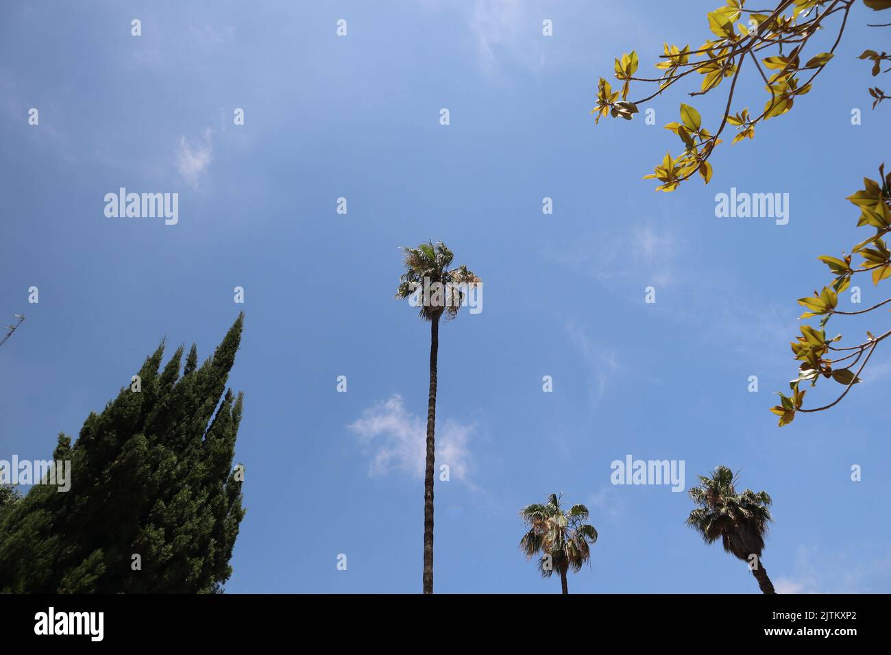 a beautiful day with a blue sky and the view of the sky between trees Stock Photo - Alamy