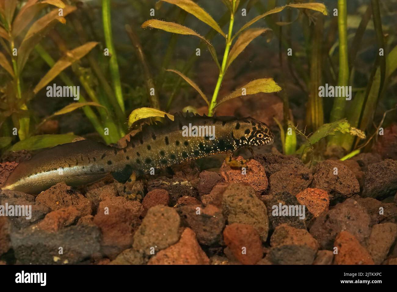 Closeup on an aquatic male Danube newt, Triturus dobrogicus in full ...