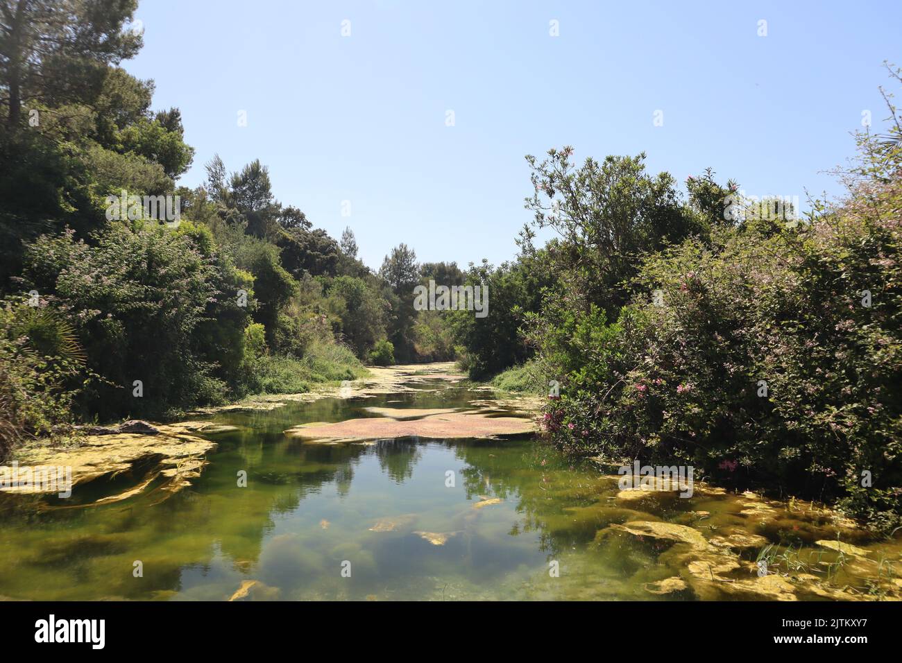 clear water of a small lake, which is surrounded by green trees Stock ...
