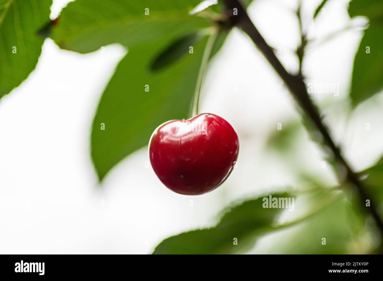 A closeup of single red cherry hanging from a branch Stock Photo - Alamy