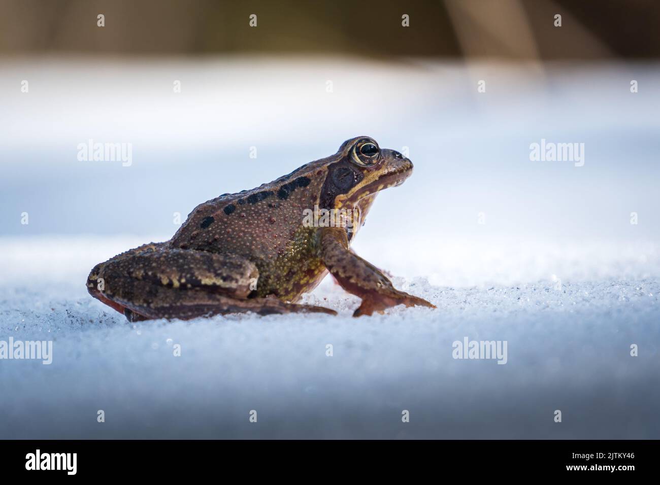 A close up side view of a frog sitting on snow Stock Photo - Alamy