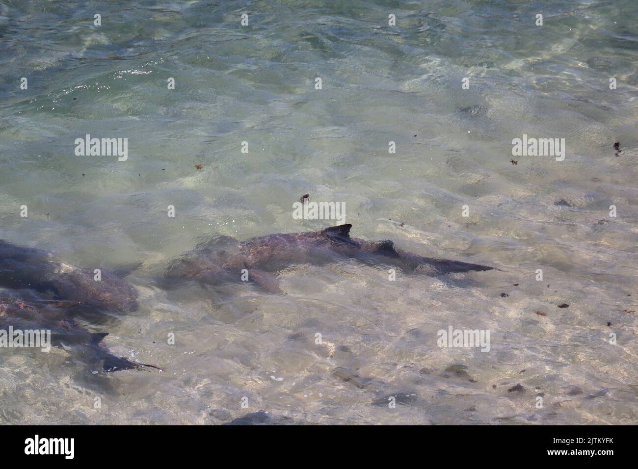 Tubarao Limao or Lemon Shark gathered to the surface at Fernando de ...