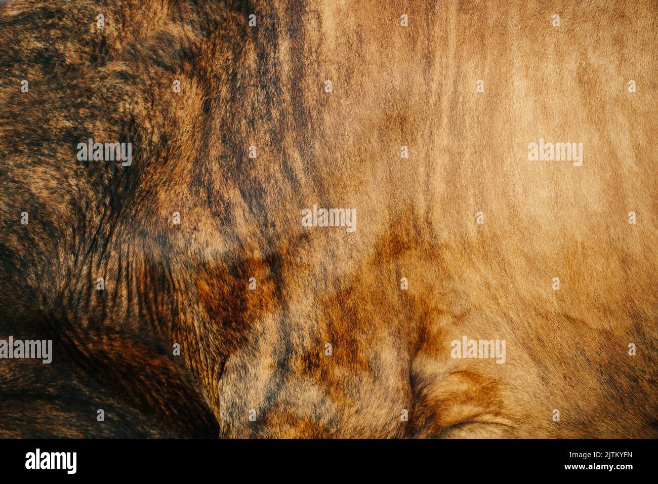 Gradient brown cow hide texture. It's gradually getting brighter from ...