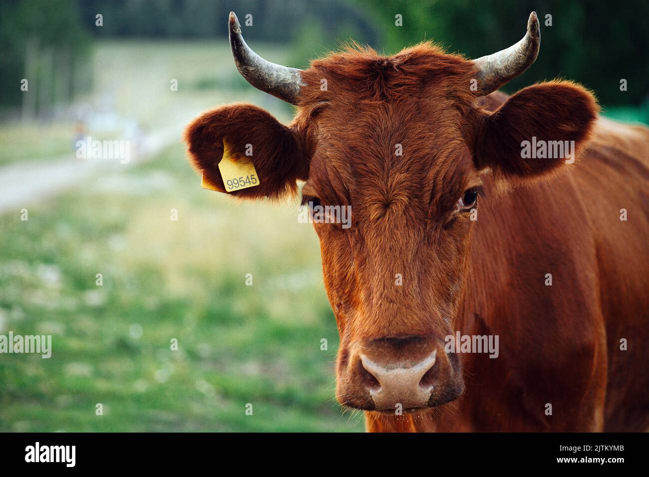 Frontal image of a brown cow looking at the camera. Blurred green field ...