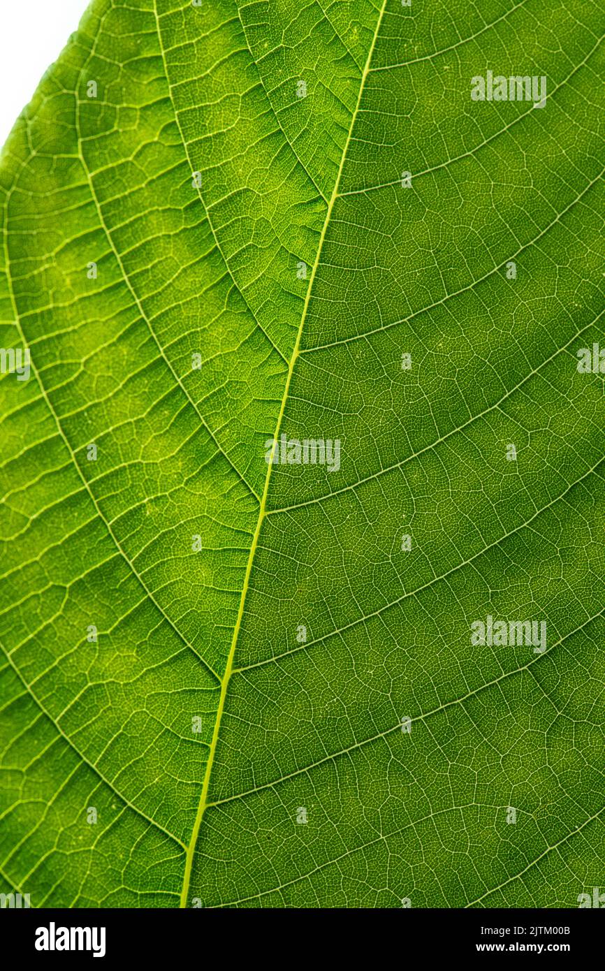 Green hazel leaf close up with clearly visible yellow veins. Close up ...
