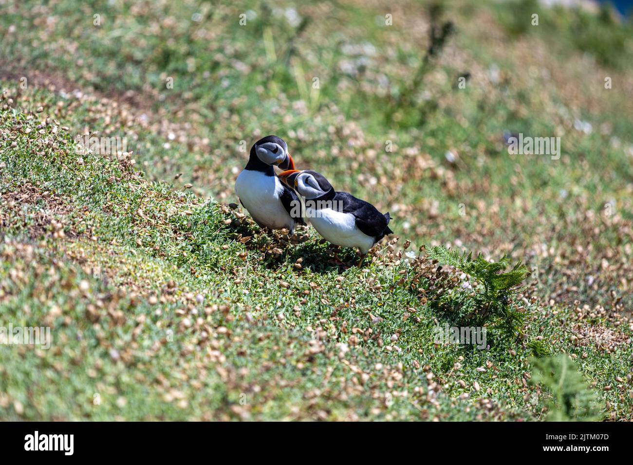 Tenderly kissing during mating season hi-res stock photography and ...