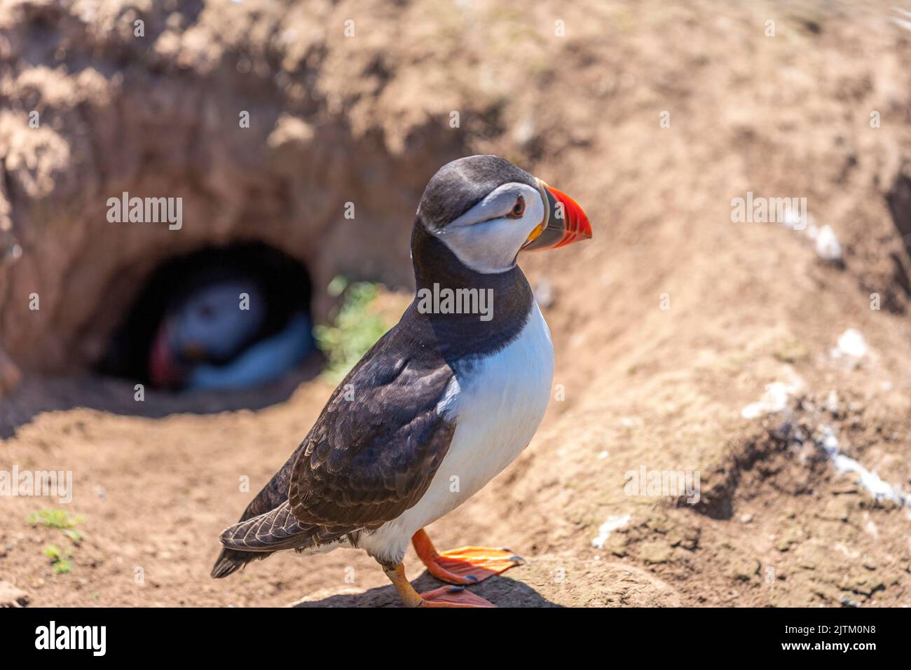 Male and female puffing nesting in a burrow, Atlantic puffin ...