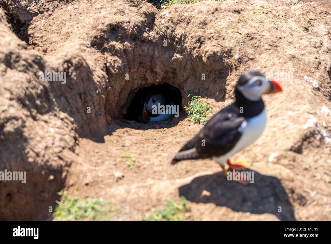 Male and female puffing nesting in a burrow, Atlantic puffin ...