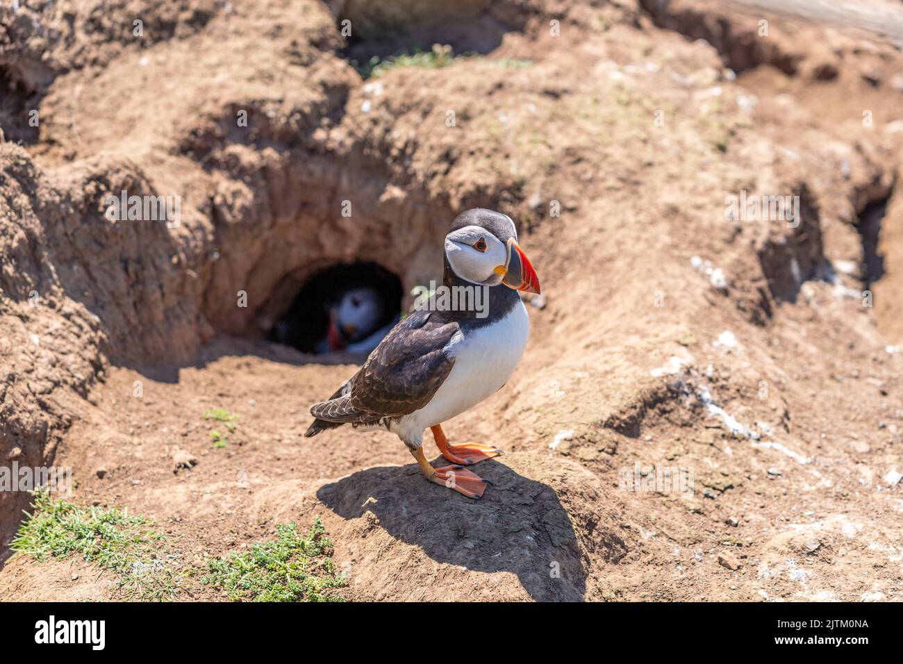 Female puffing nesting in a burrow hi-res stock photography and images ...