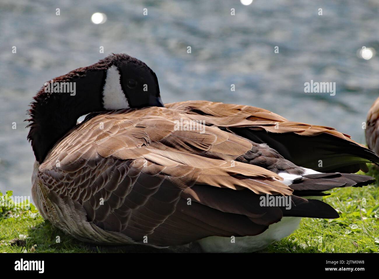 A beautiful closeup of a Canadian Goose laying at the waters edge of a ...