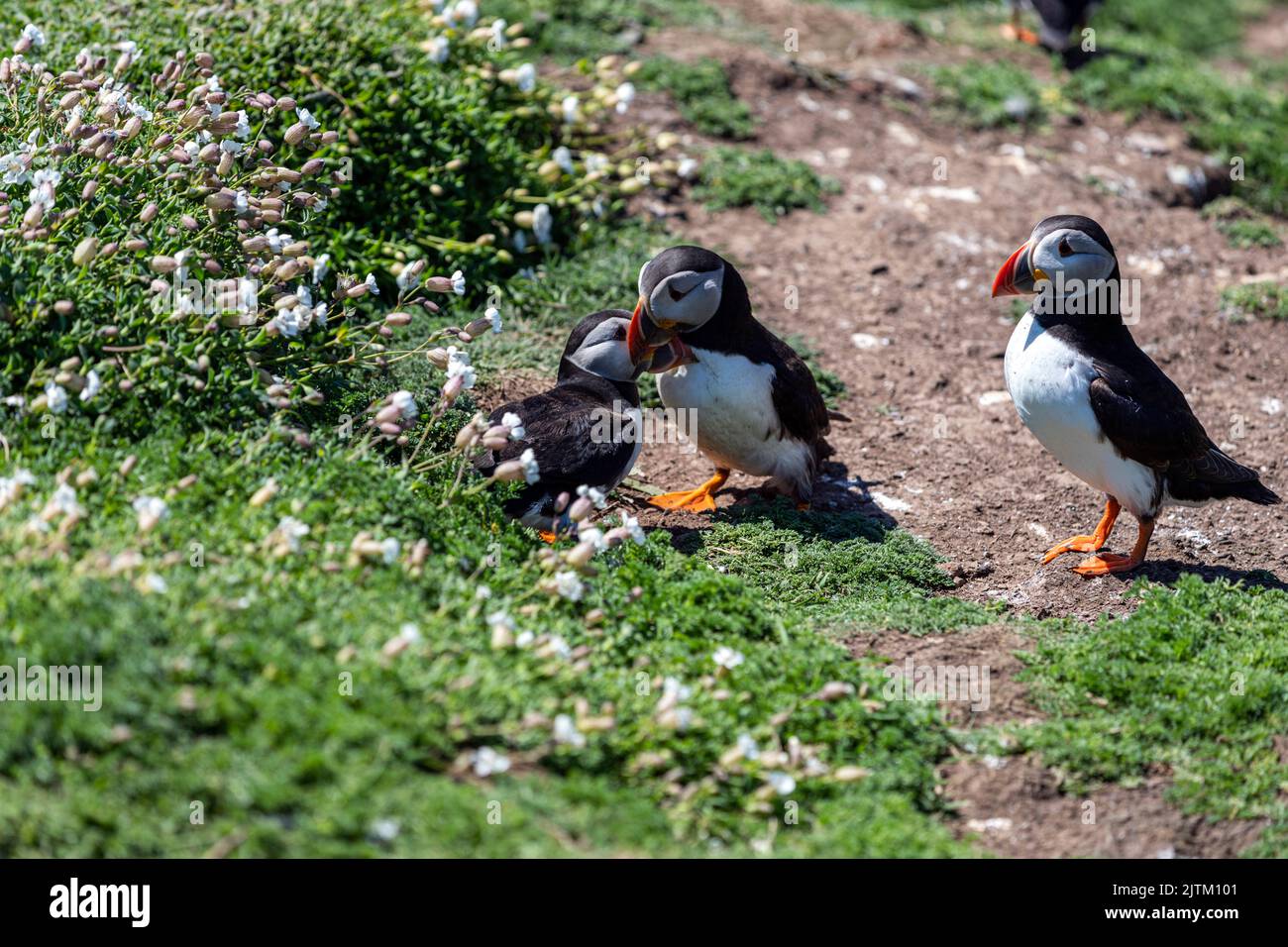 kissing during mating season, Atlantic puffin (Fratercula arctica ...