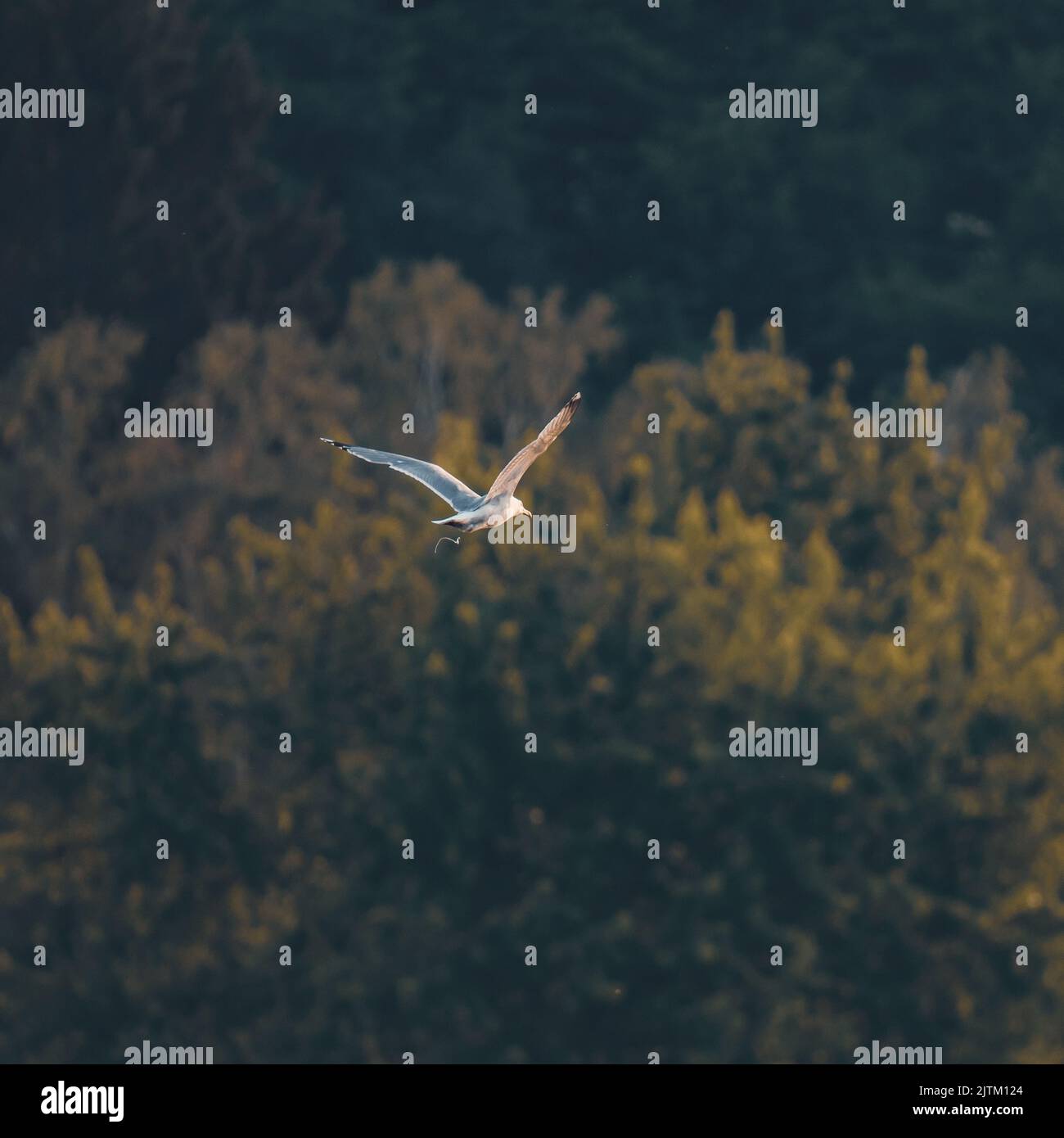 A flying seagull on the air with a tree background Stock Photo - Alamy