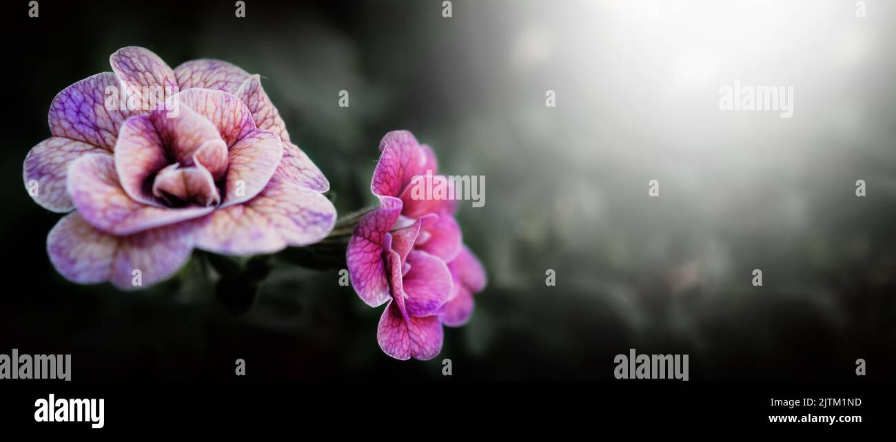 Impatiens flowers. Close up images of Double Impattiens rose are ...