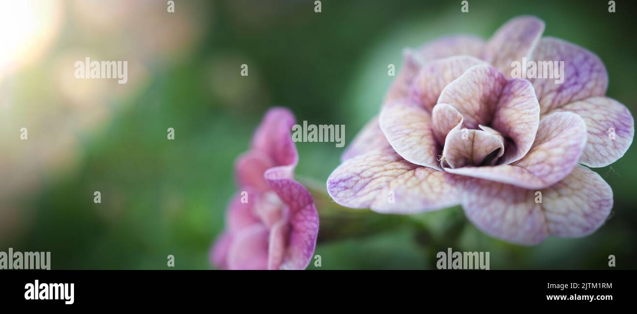 Impatiens flowers. Close up images of Double Impattiens rose are ...