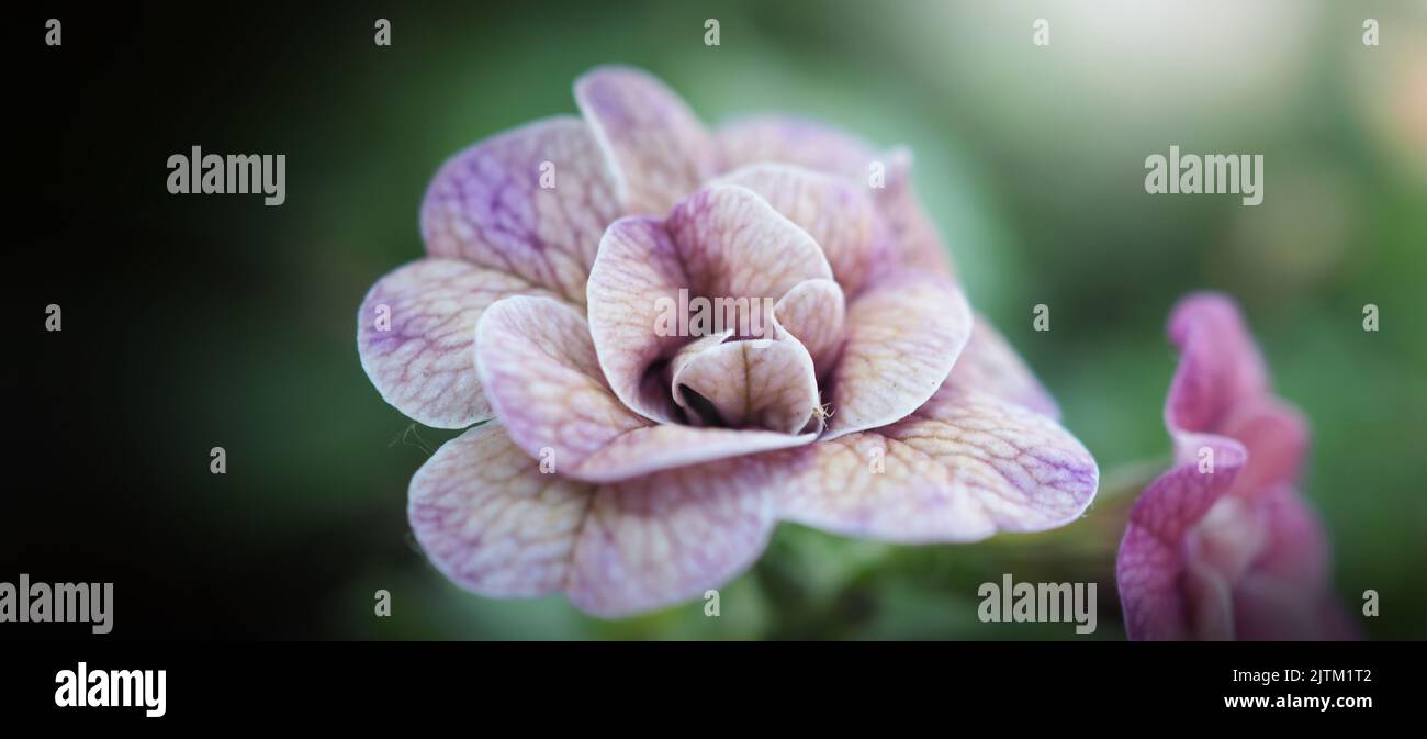 Impatiens flowers. Close up images of Double Impattiens rose are ...
