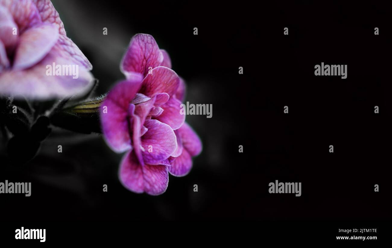 Impatiens flowers. Close up images of Double Impattiens rose are ...