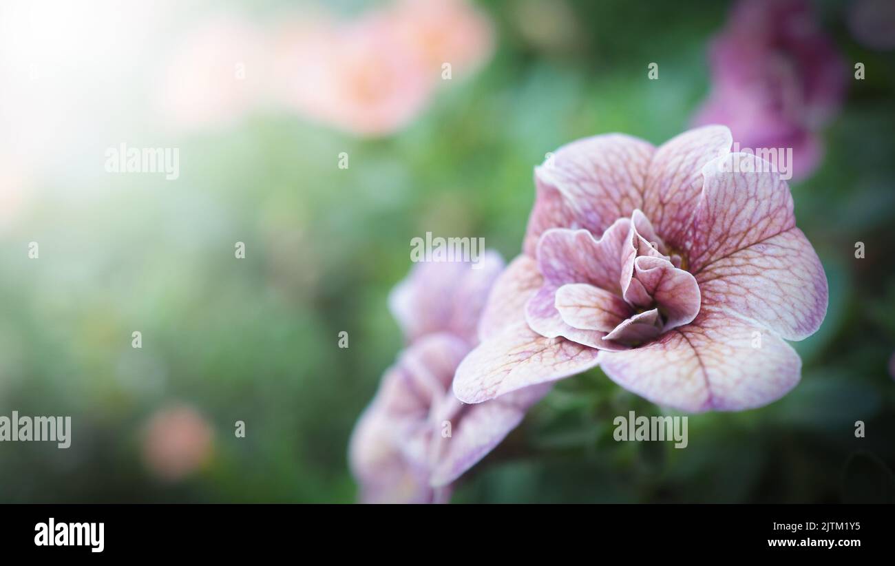 Impatiens flowers. Close up images of Double Impattiens rose are ...