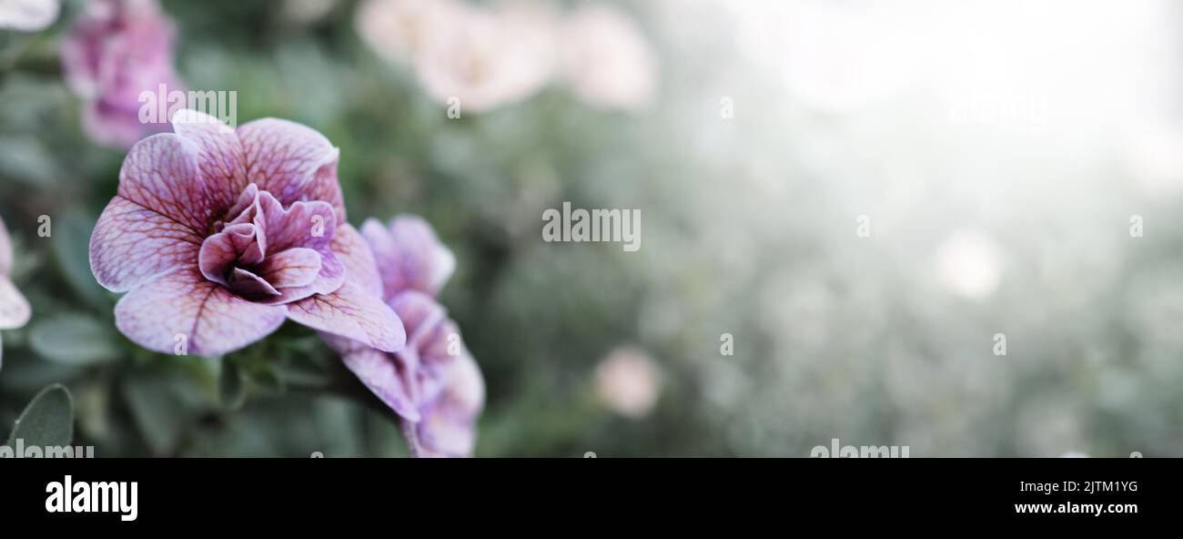 Impatiens flowers. Close up images of Double Impattiens rose are ...