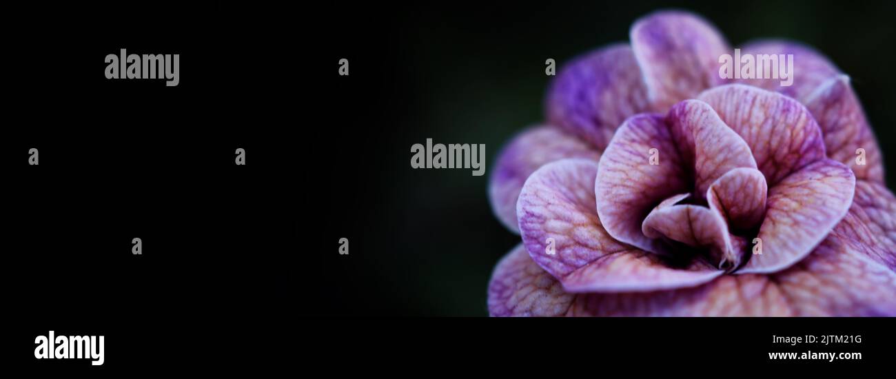 Impatiens flowers. Close up images of Double Impattiens rose are ...