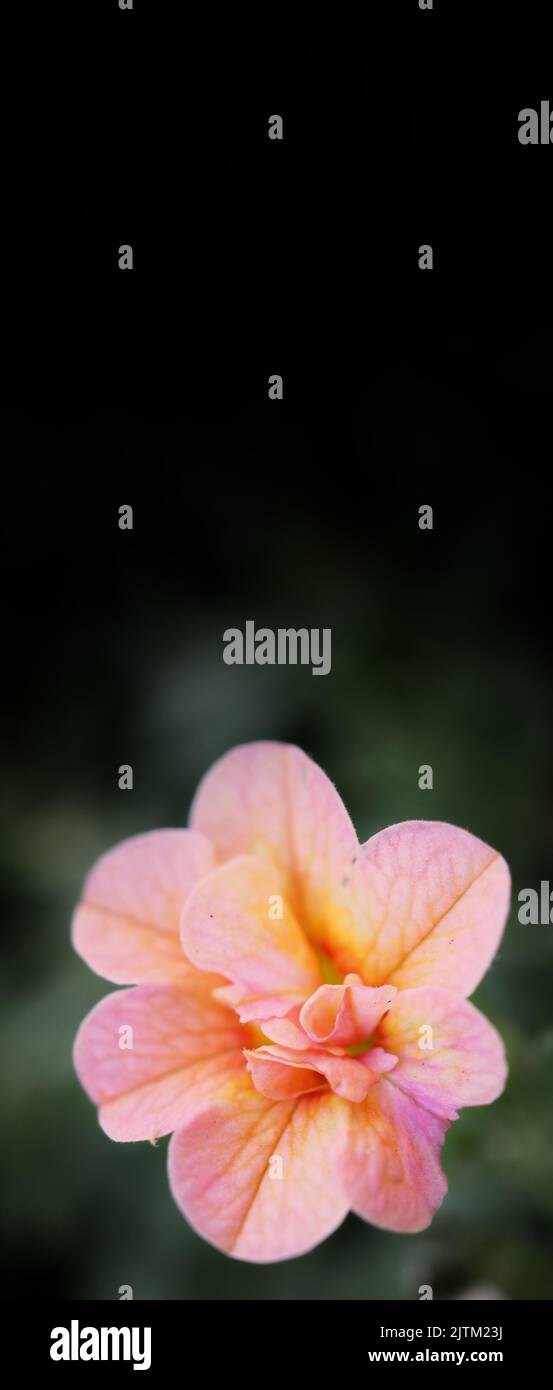 Impatiens flowers. Close up images of Double Impattiens rose are ...