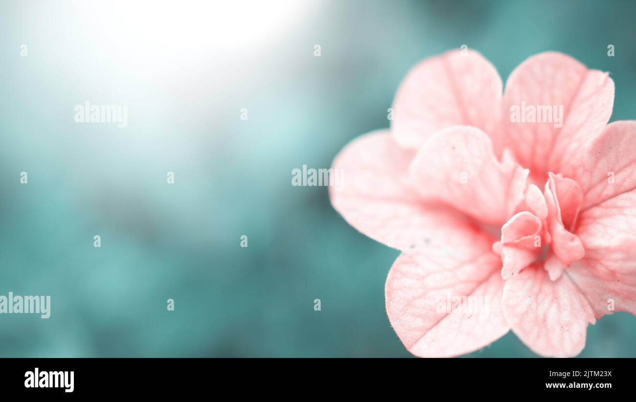 Impatiens flowers. Close up images of Double Impattiens rose are ...